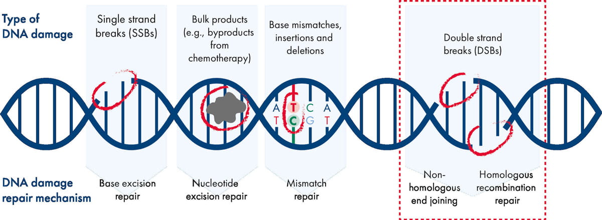 The Dna Damage Repair Ddr System Dna Damage Dna Damage