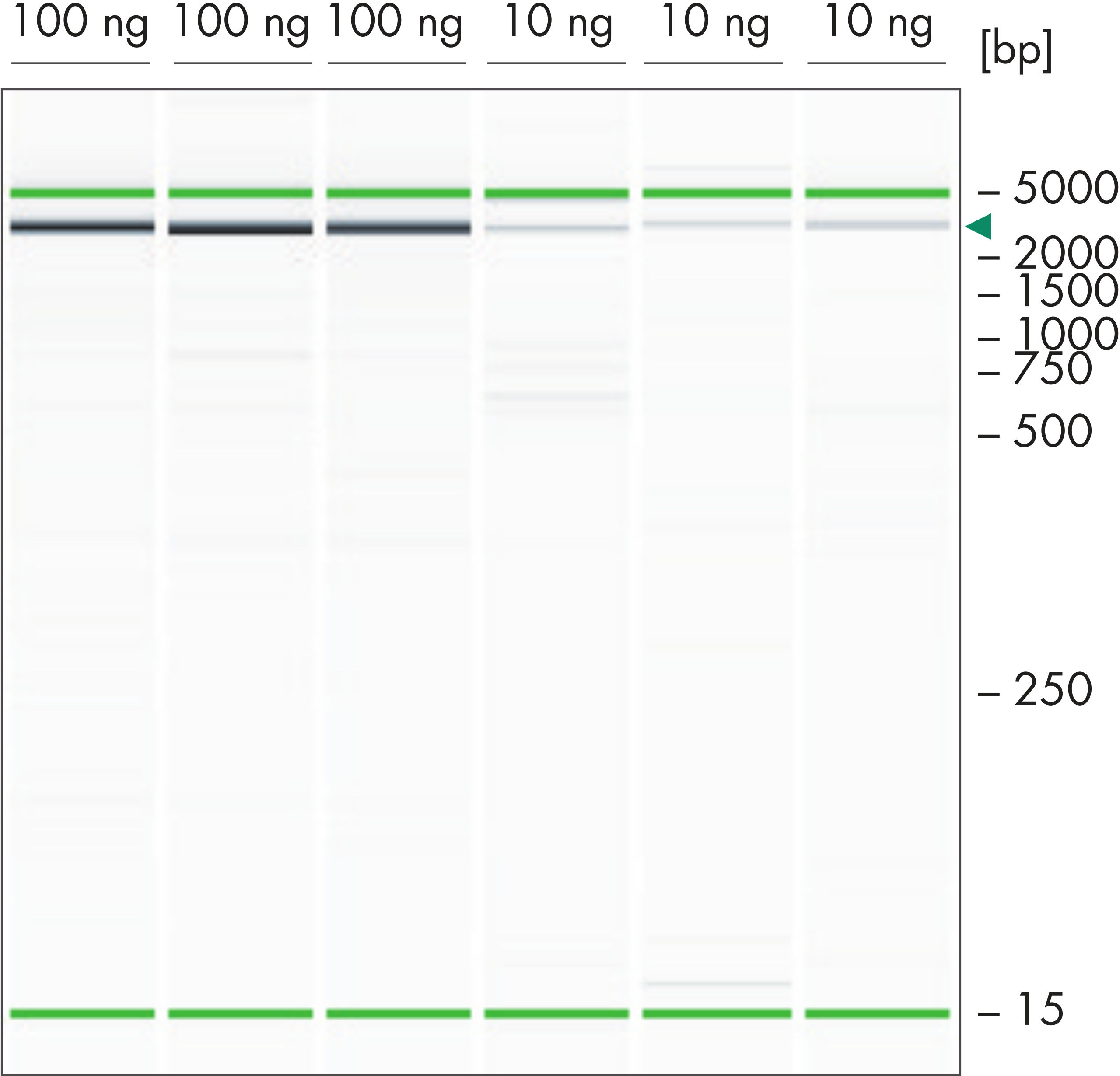 QIAGEN OneStep Ahead RT-PCR Kit