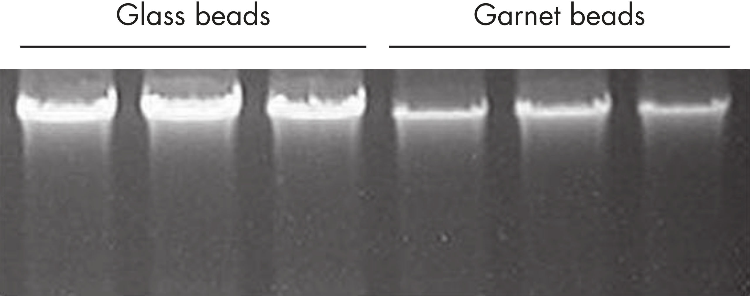 DNeasy PowerLyzer Microbial Kit