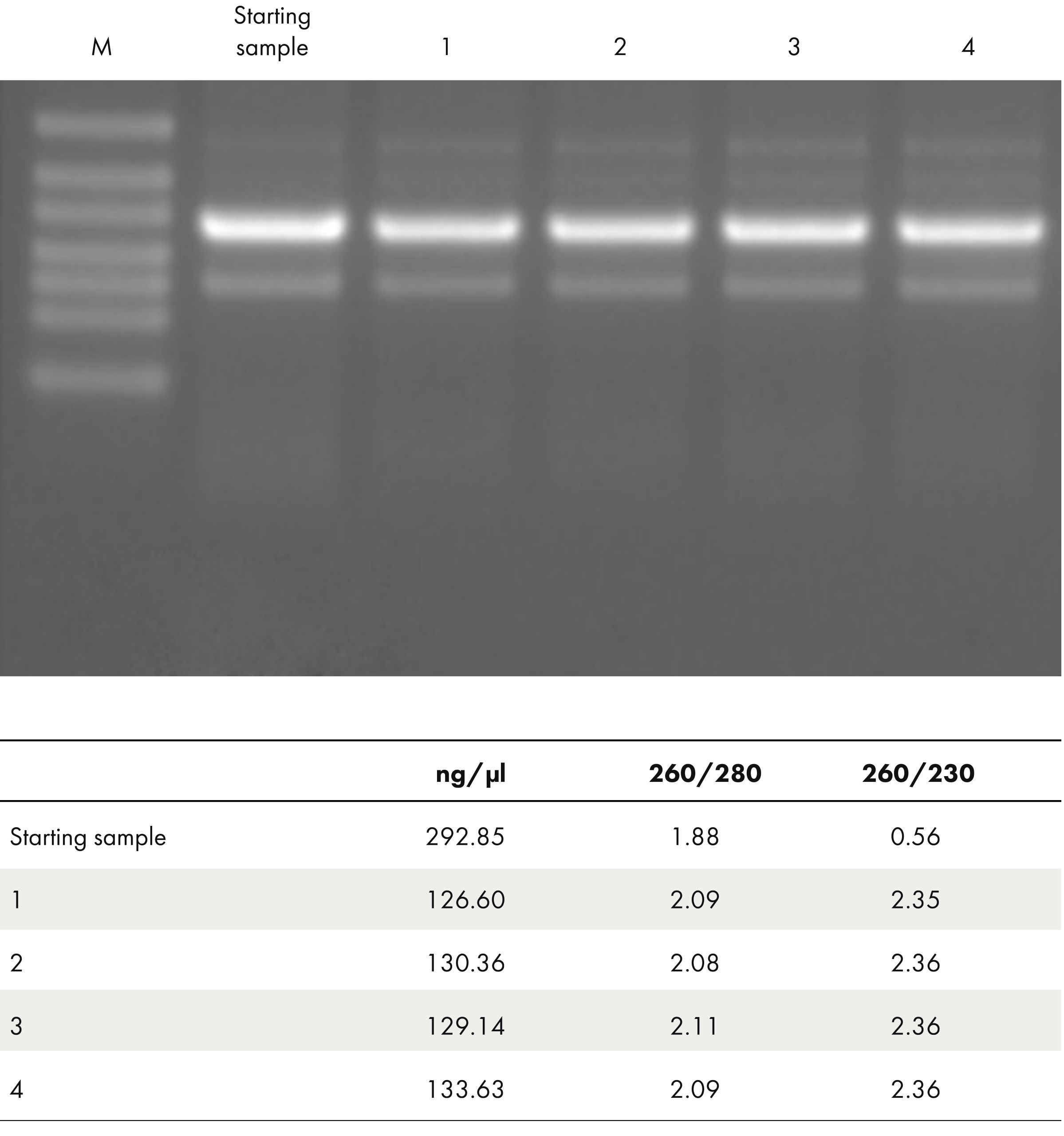 RNeasy PowerClean Pro CleanUp Kit for Inhibitor Removal | QIAGEN