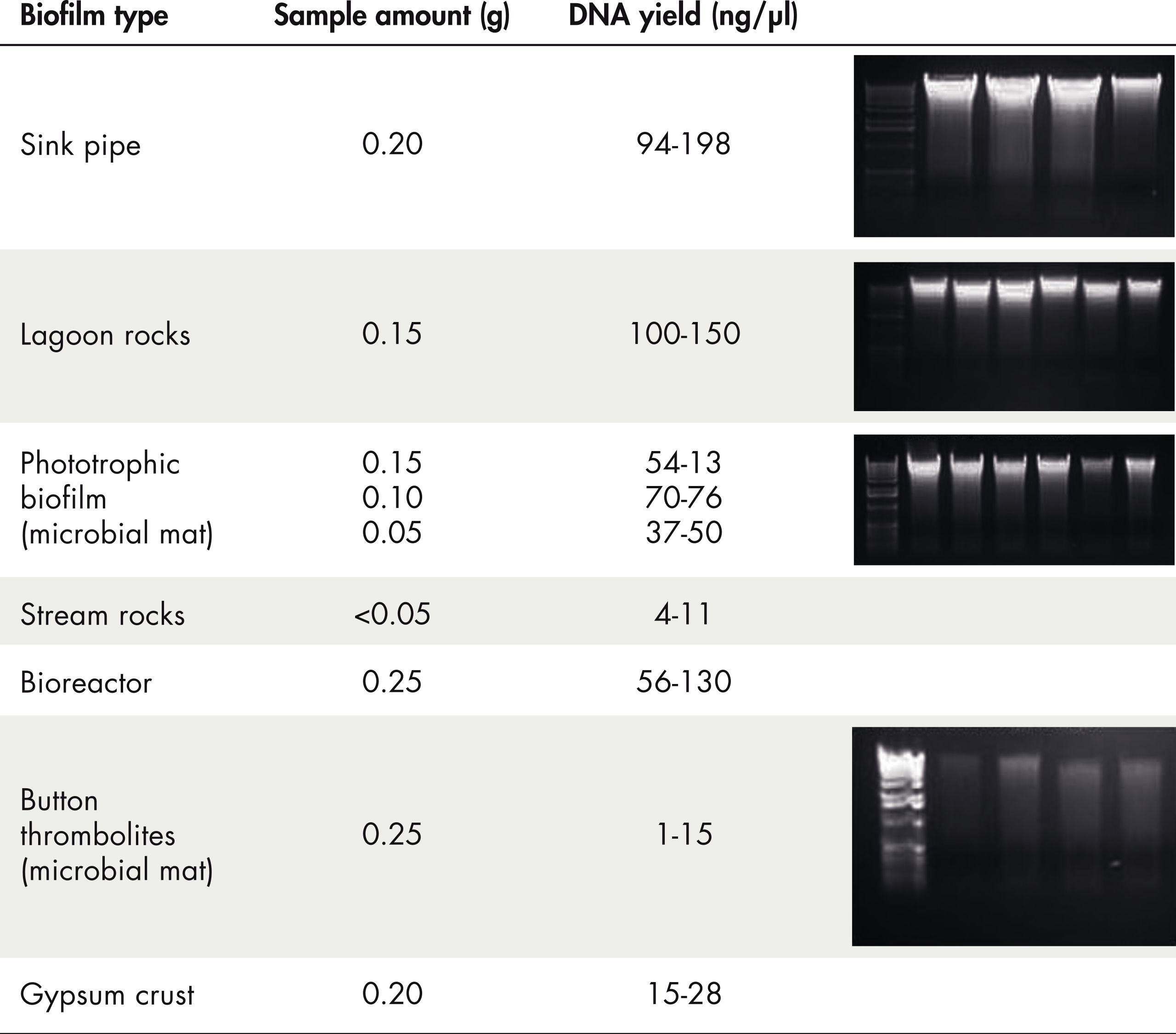 DNeasy PowerBiofilm Kit