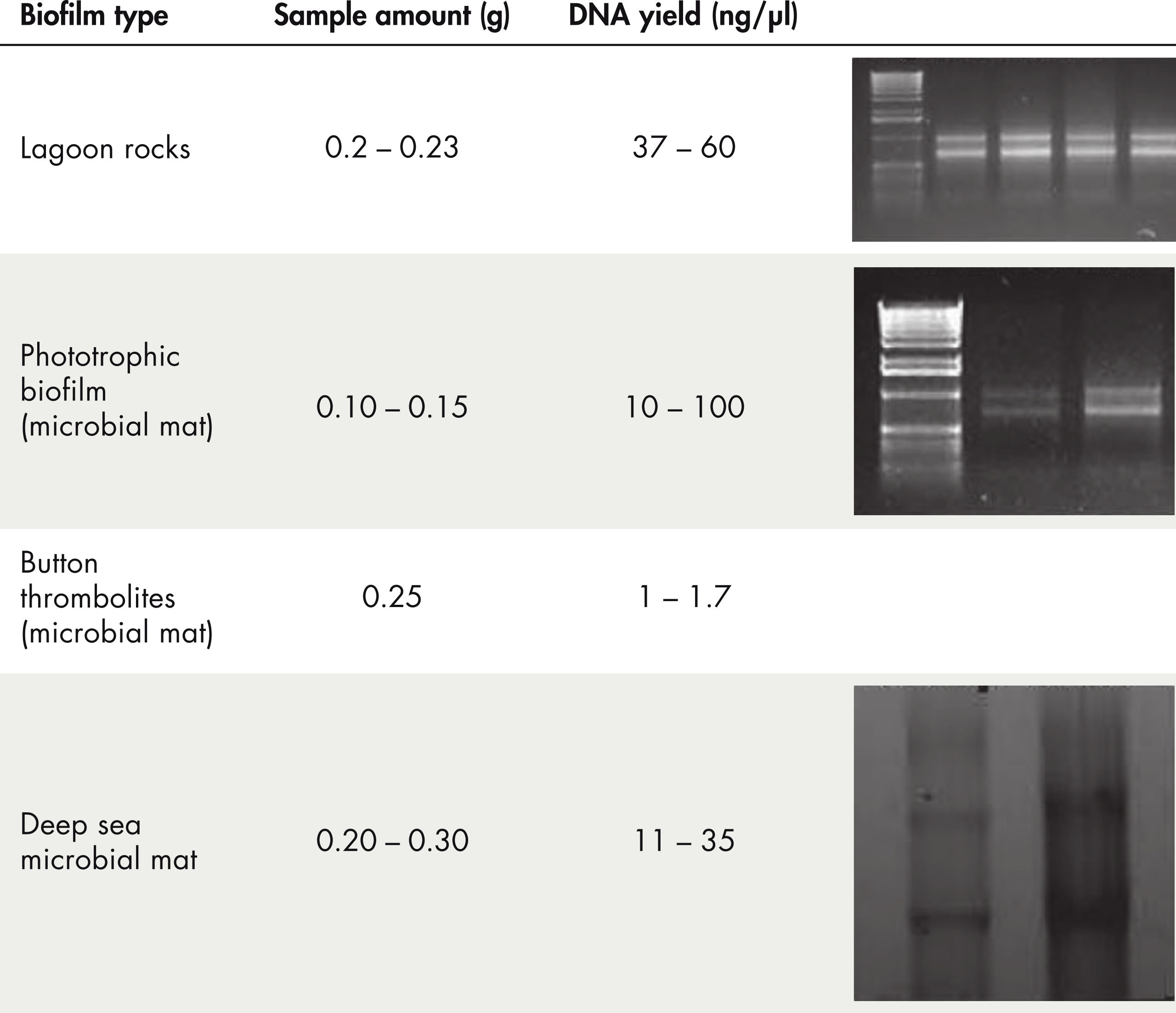 RNeasy PowerBiofilm Kit | Biofilm RNA Isolation | QIAGEN