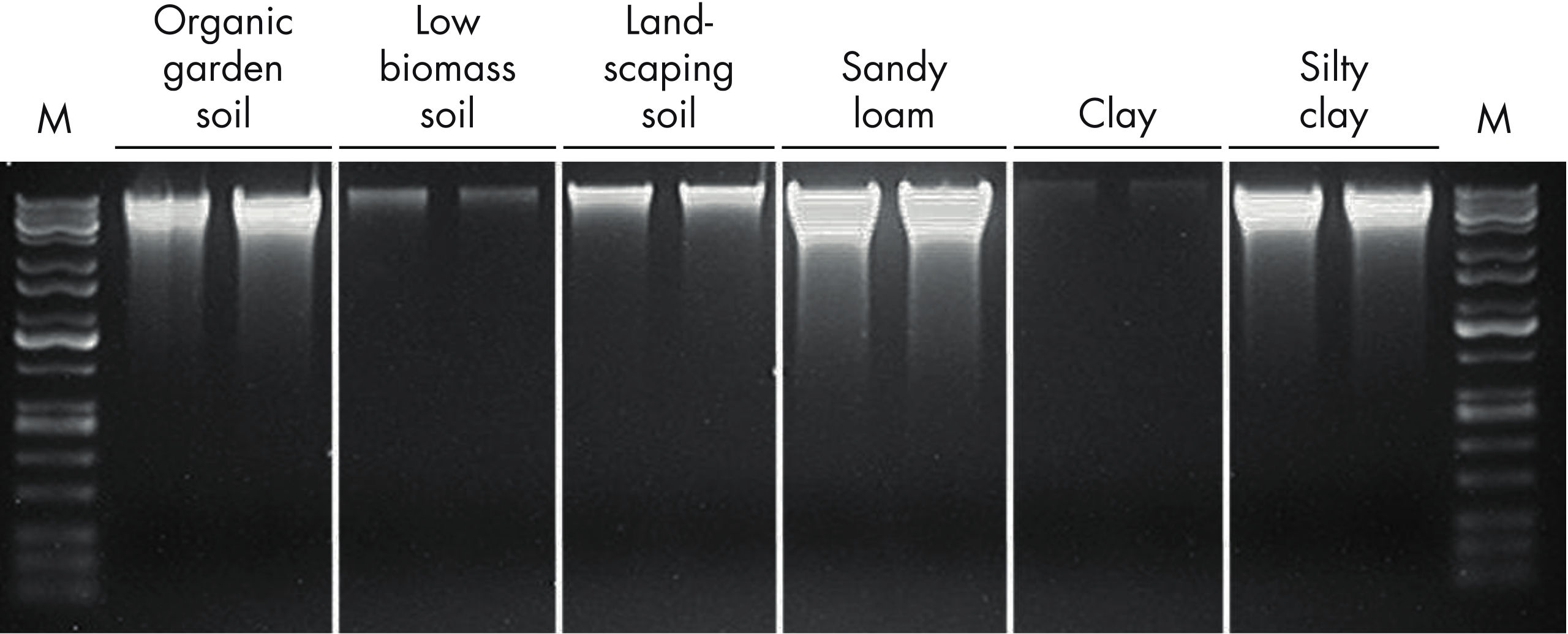 MagAttract PowerSoil DNA Kit