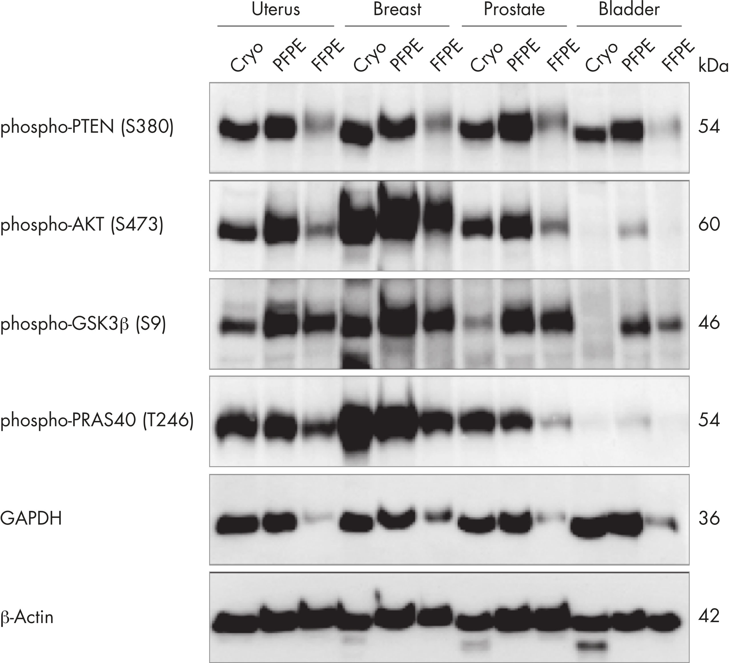 PAXgene Tissue FIX Container (50 ml)
