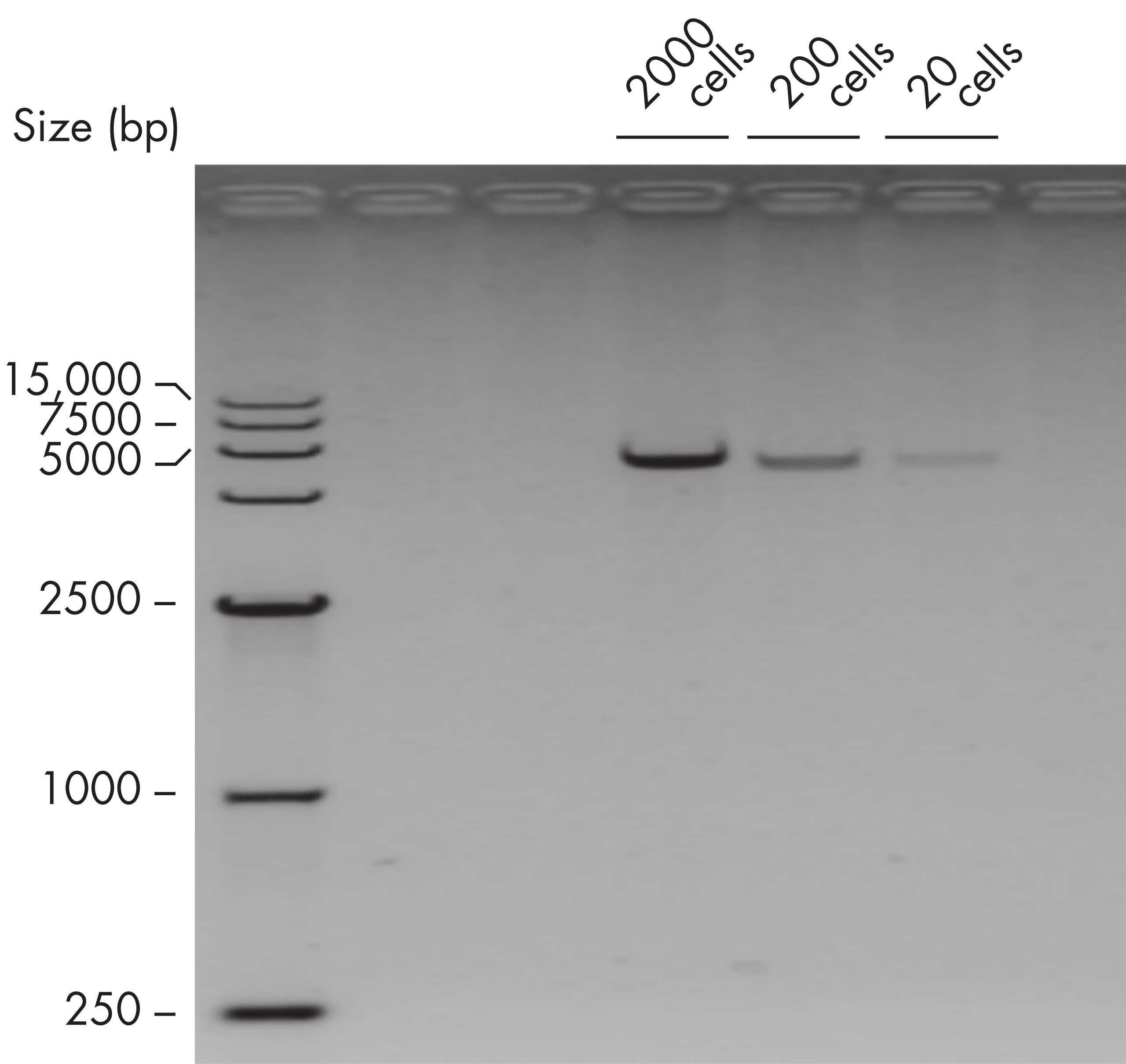 AllPrep DNA/mRNA Nano Kit