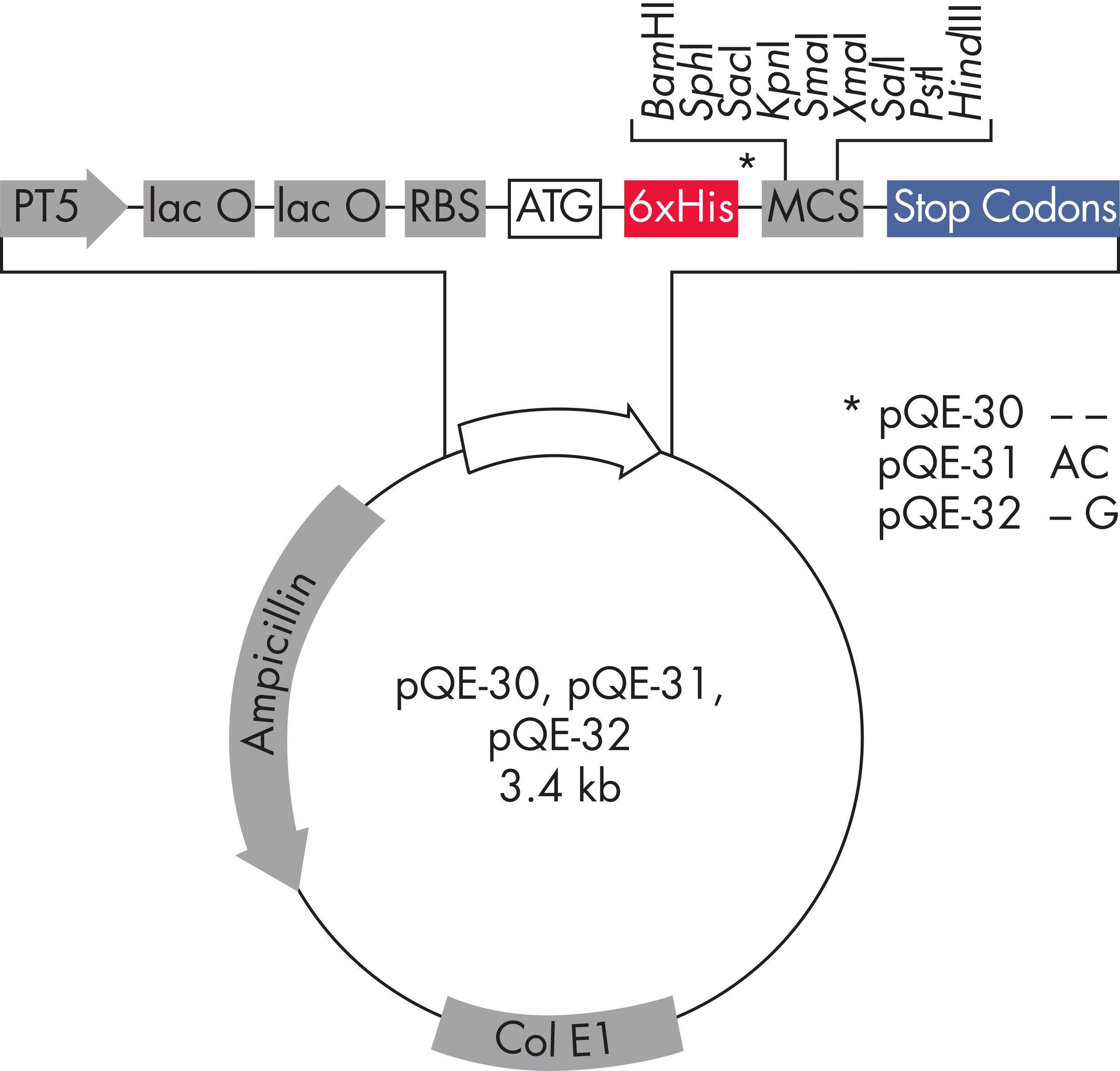 N-Terminus pQE Vector Set
