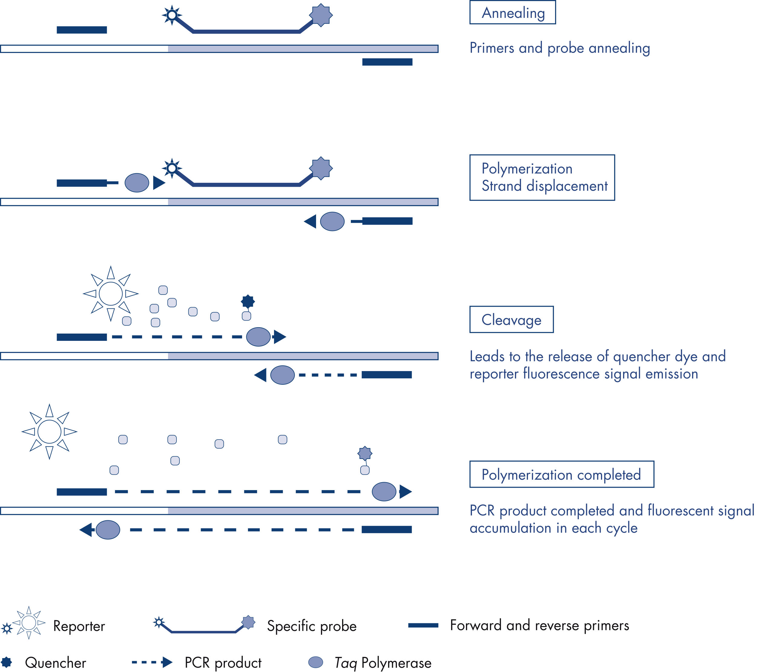 EGFR Plus RGQ PCR Kit